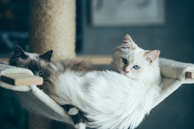 Cat Owners Beware: Our Ultimate 'Does My Cat Love Me?' Quiz Cat Owners Beware: Our Ultimate 'Does My Cat Love Me?' Quiz