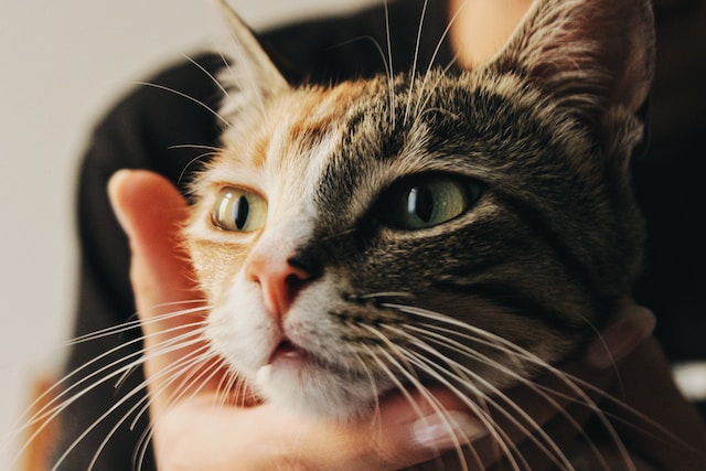 Cat Owners Beware: Our Ultimate 'Does My Cat Love Me?' Quiz Cat Owners Beware: Our Ultimate 'Does My Cat Love Me?' Quiz