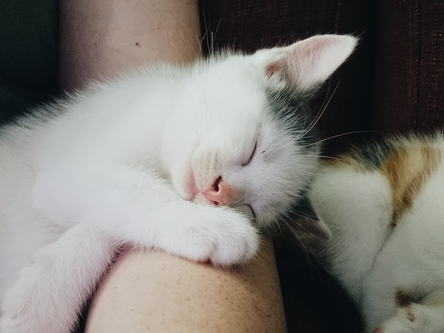 Cat Owners Beware: Our Ultimate 'Does My Cat Love Me?' Quiz Cat Owners Beware: Our Ultimate 'Does My Cat Love Me?' Quiz
