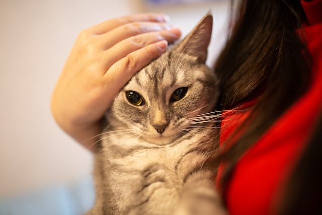 Cat Owners Beware: Our Ultimate 'Does My Cat Love Me?' Quiz Cat Owners Beware: Our Ultimate 'Does My Cat Love Me?' Quiz